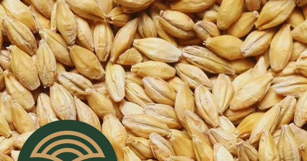 MCI Irish Stout Malt (EBC 2.5–4) | Get Er Brewed