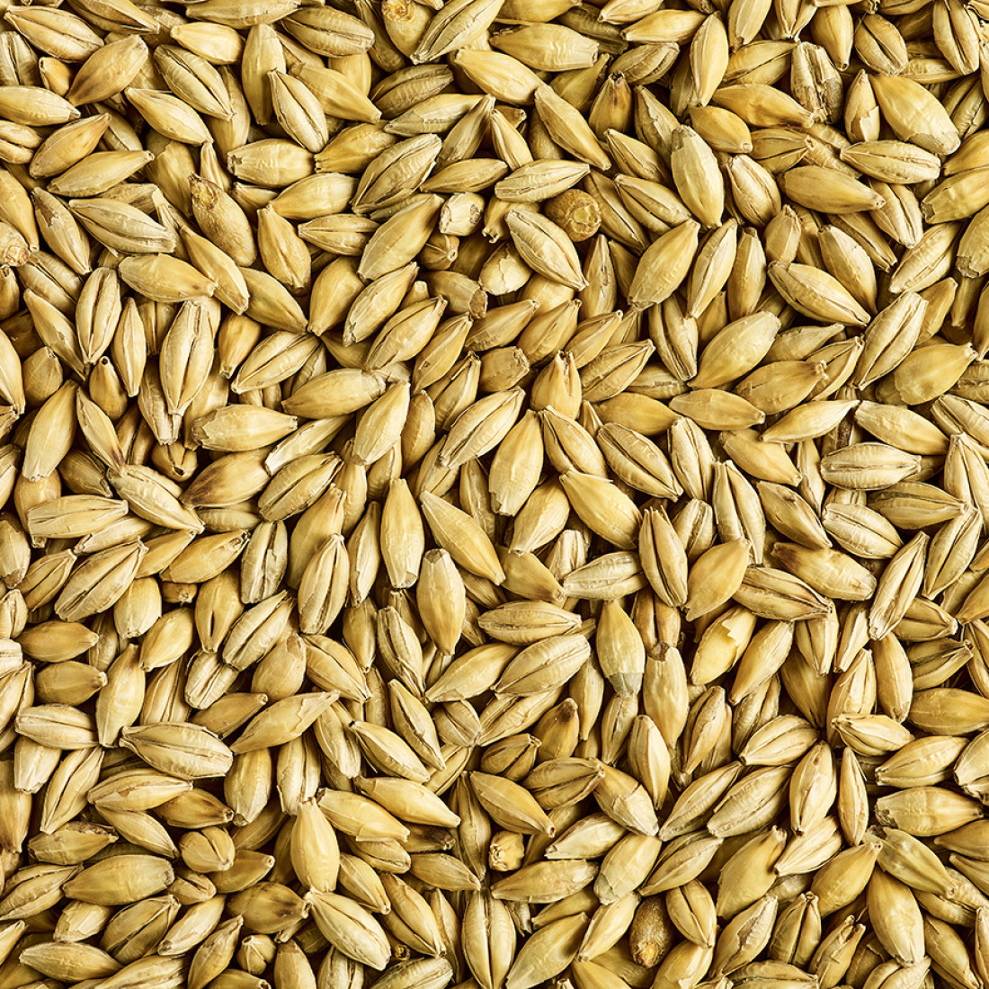 Simpsons Dextrin Malt (EBC 1.3-1.6) - Get Er Brewed - Homebrew ...