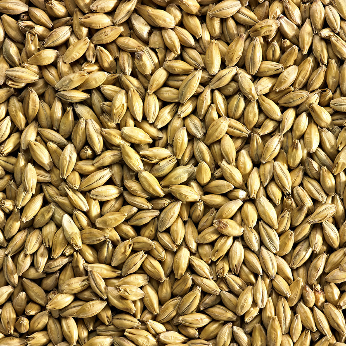 Simpsons Finest Pale Ale Maris Otter Malt (EBC 4-6) - Get Er Brewed ...